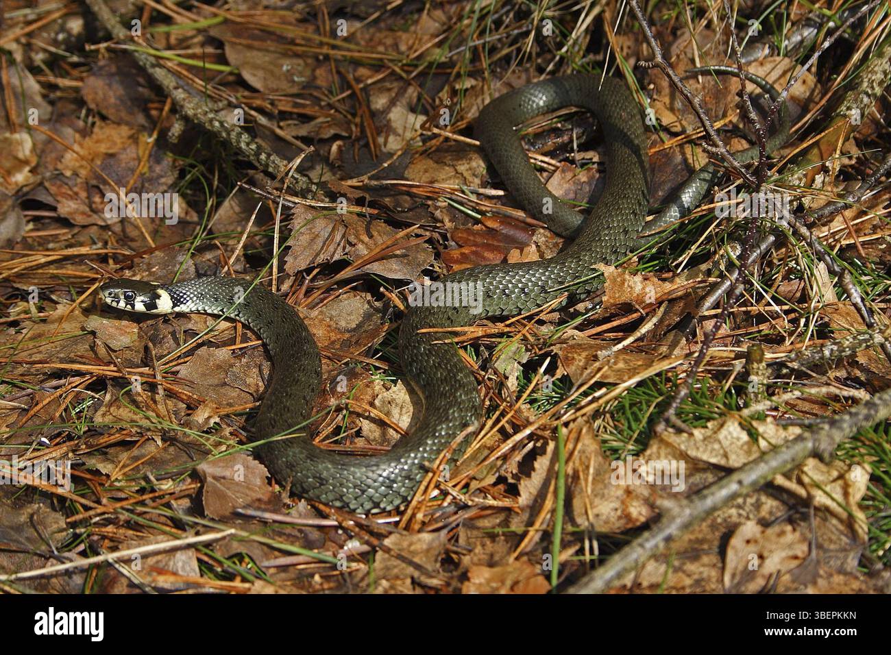 Grass snake, male (Natrix natrix Stock Photo - Alamy