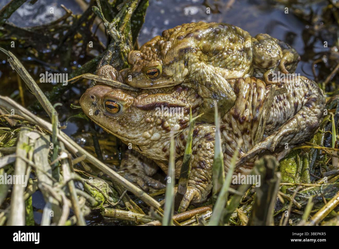 Common toads mating hi-res stock photography and images - Alamy