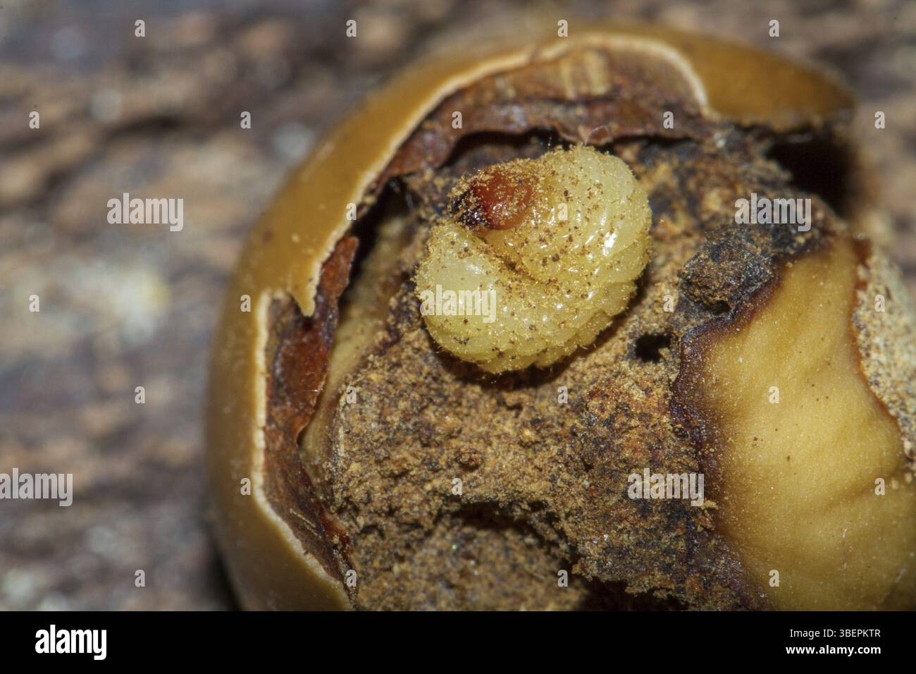 Acorn borer larva (Curculio glandium Stock Photo - Alamy