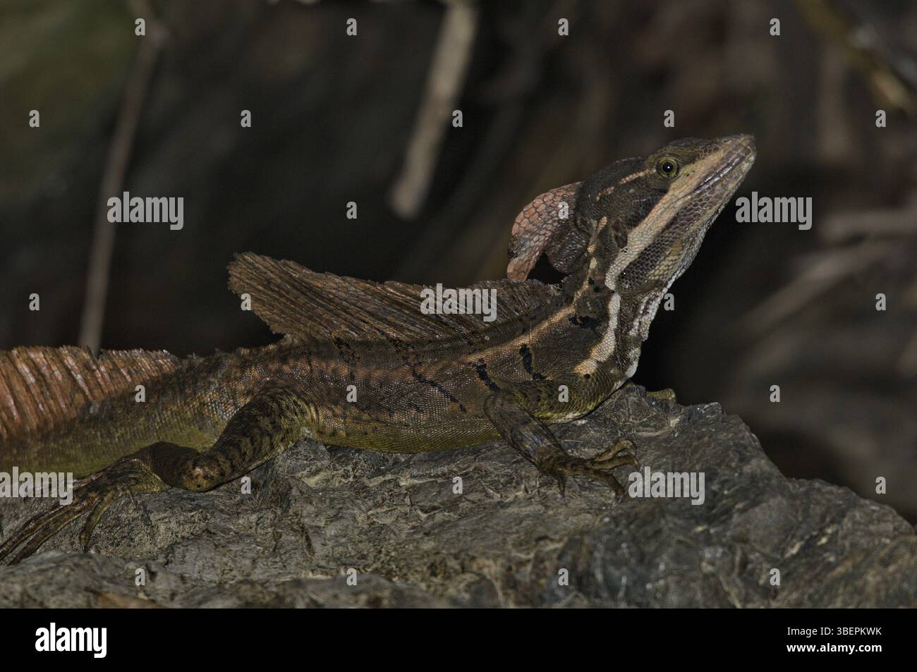 Helmeted Basilisk (Basiliscus basiliscus Stock Photo - Alamy