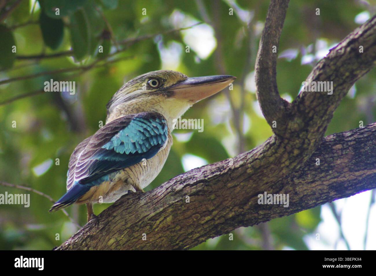 Kakadu kingfisher hi-res stock photography and images - Alamy
