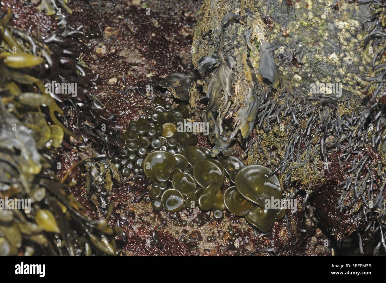 Brown algae species hi-res stock photography and images - Alamy
