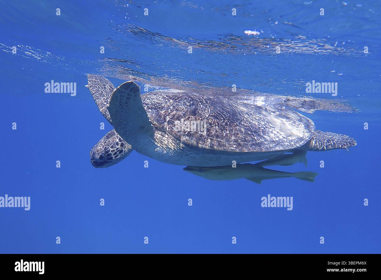 Chelonia mydas japonica hi-res stock photography and images - Alamy