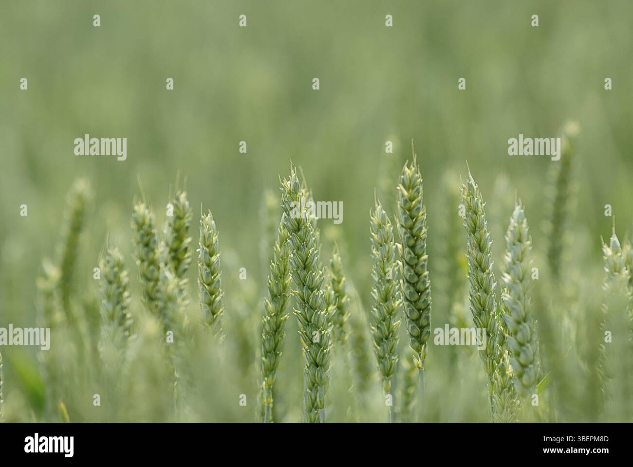 Triticum species hi-res stock photography and images - Alamy