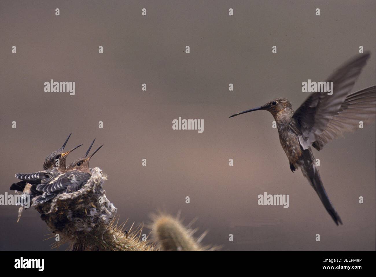 Giant hummingbird (Patagona gigas Stock Photo - Alamy