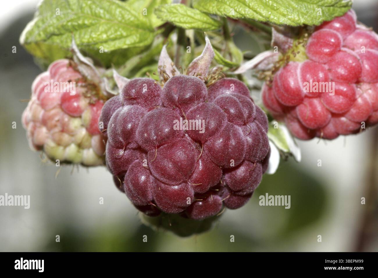 Raspberry (Rubus idaeus Stock Photo - Alamy