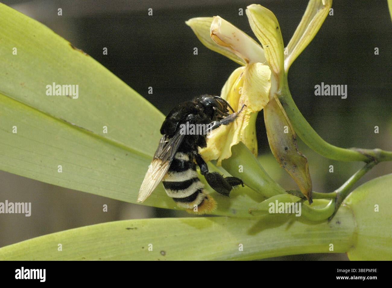 Magnificent bee on orchid flower (Eulaema meriana Stock Photo - Alamy