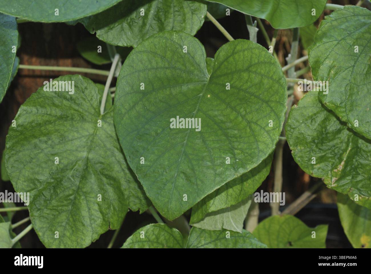 Hawaiian baby woodrose (Argyreia nervosa Stock Photo - Alamy