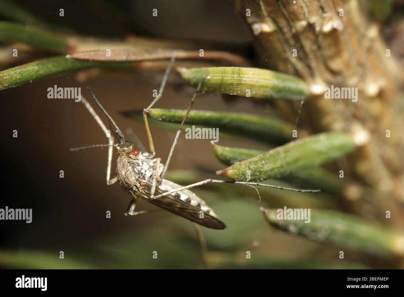 Mosquito - parasitised by larvae of the red velvet midge (Culicidae ...