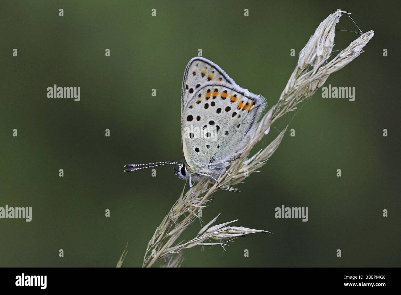 Sooty Copper (Lycena tityrus Stock Photo - Alamy