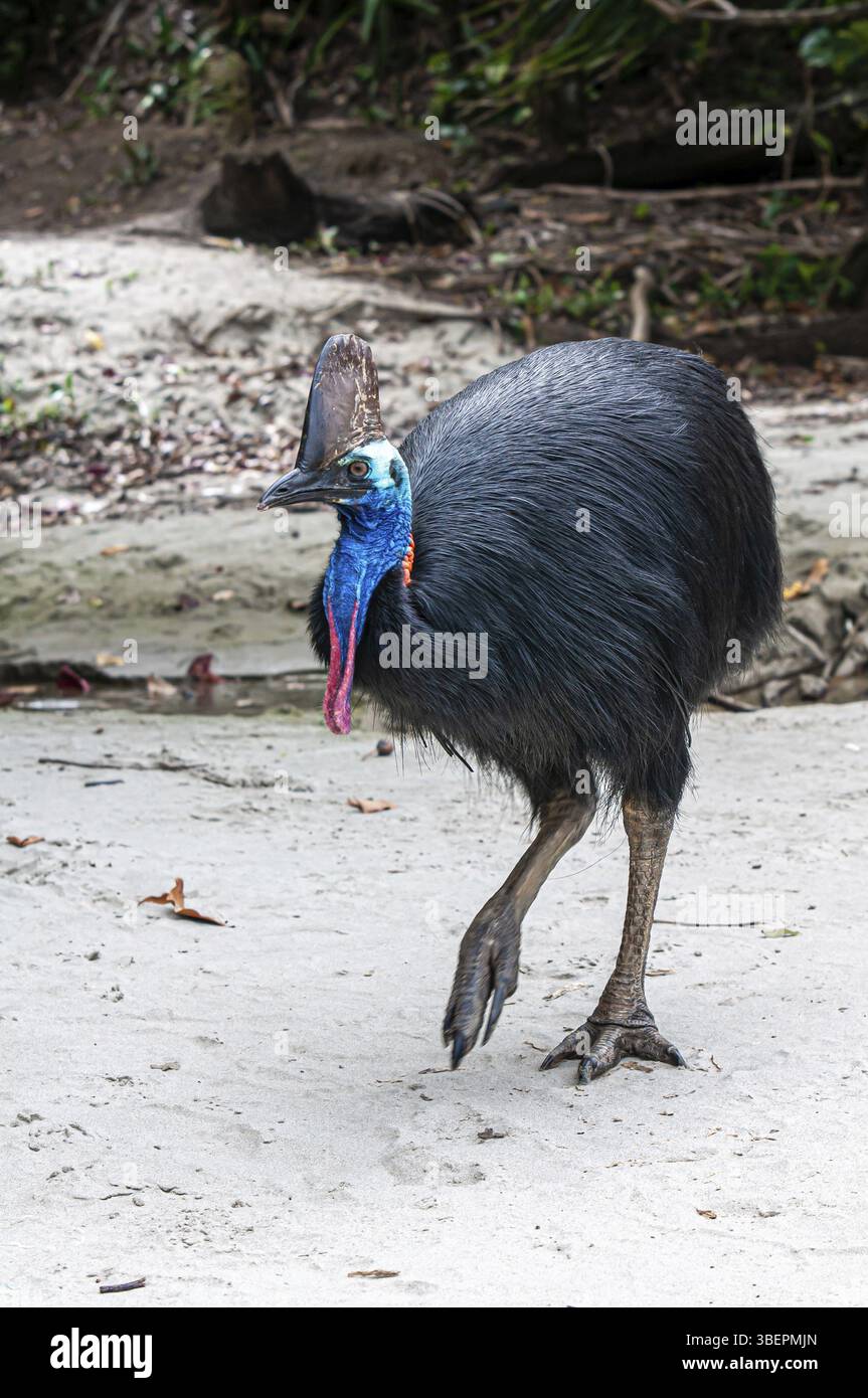 Helmeted Cassowary (Casuarius casuarius Stock Photo - Alamy