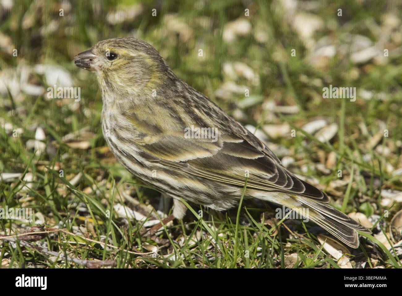 Serinus serinus (Serinus serinus Stock Photo - Alamy