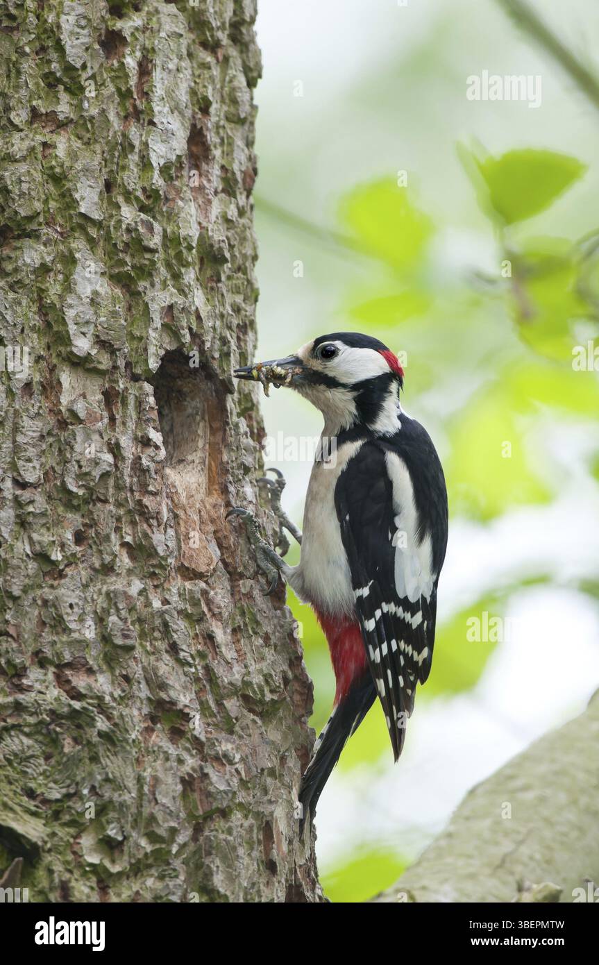 Great spotted woodpecker (Picoides major Stock Photo - Alamy