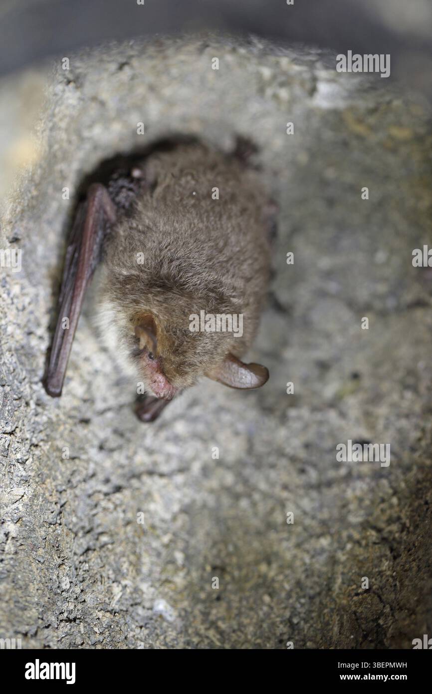 Fringed bat (Myotis nattereri Stock Photo - Alamy