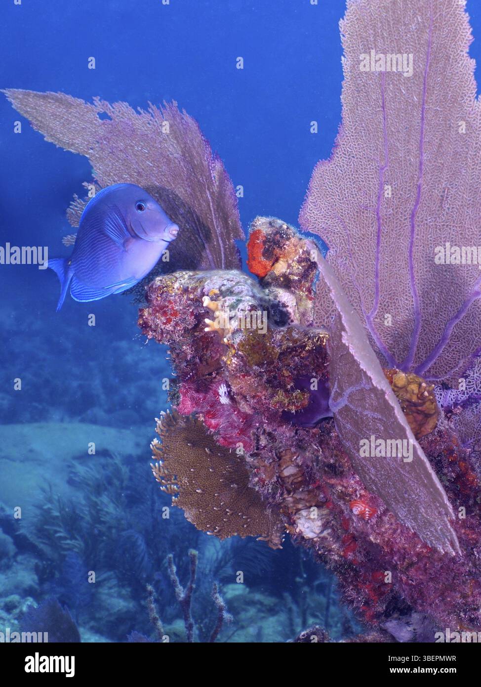 Atlantic blue tang (Acanthurus coeruleus Stock Photo - Alamy