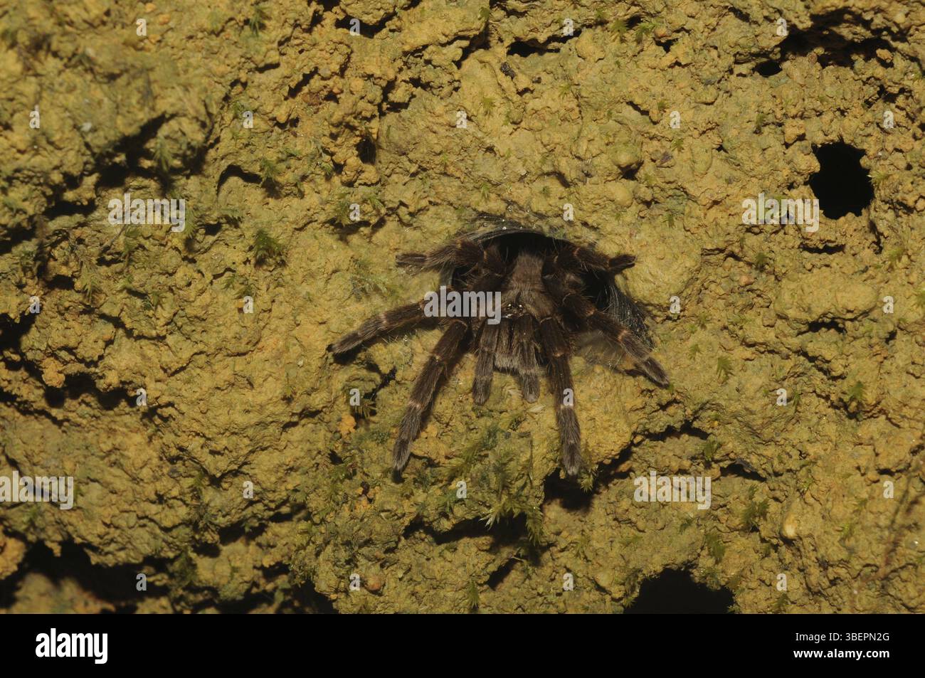 Black Thai tarantula (Haplopelma minax Stock Photo - Alamy