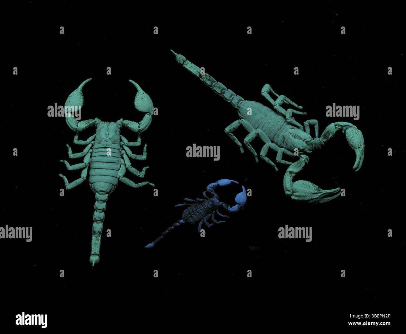 Fluorescent scorpions (Scorpiones Stock Photo - Alamy