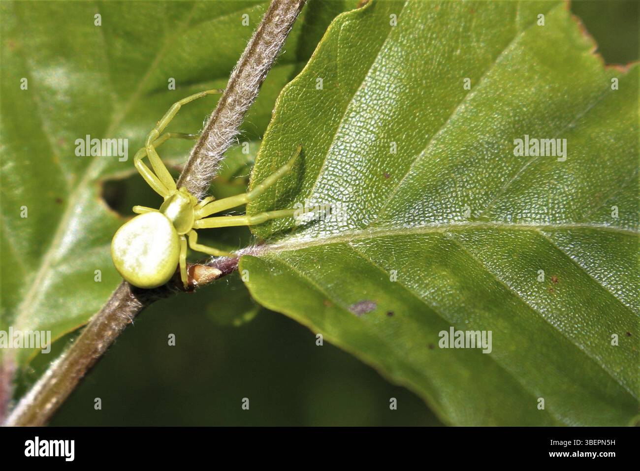 Green huntsman spider (Micrommata virescens Stock Photo - Alamy