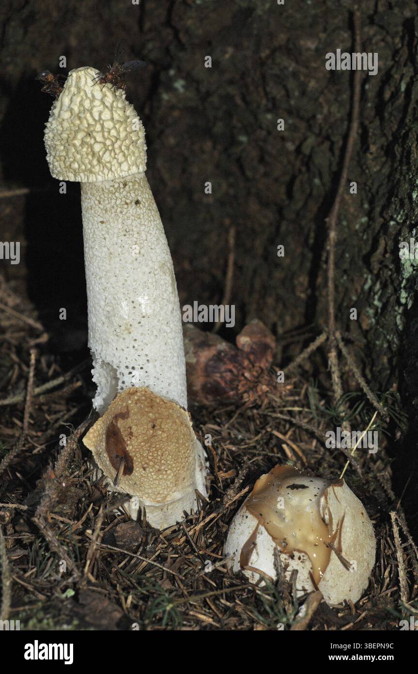 Common stinkhorn (Phallus impudicus Stock Photo - Alamy