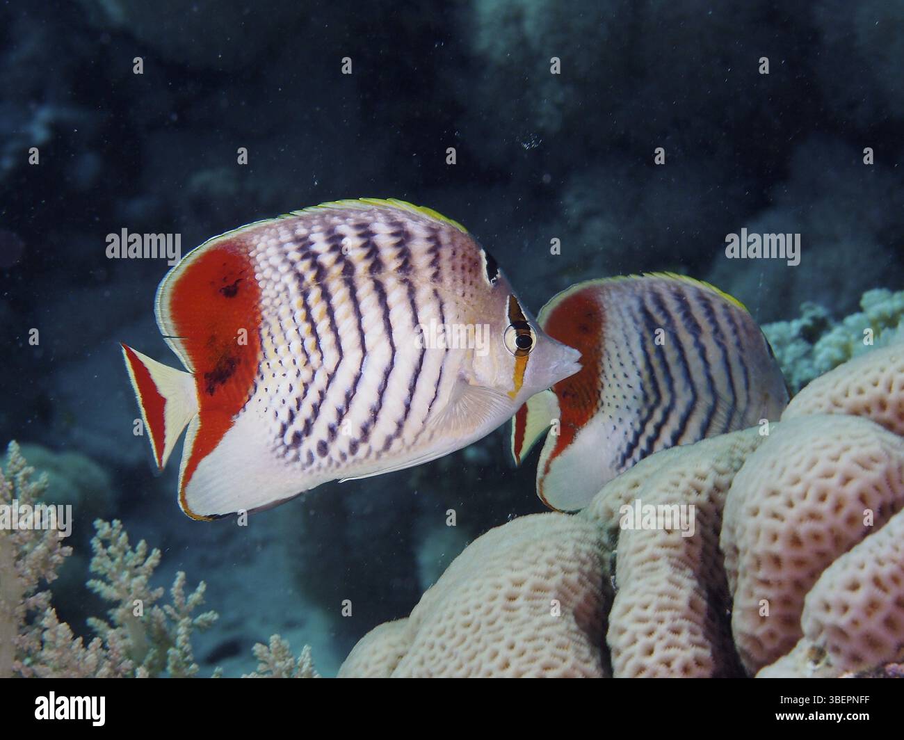 Red Sea butterflyfish (Chaetodon paucifasciatus Stock Photo - Alamy