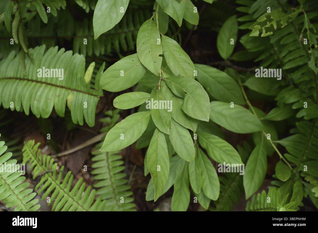Itea hi-res stock photography and images - Alamy