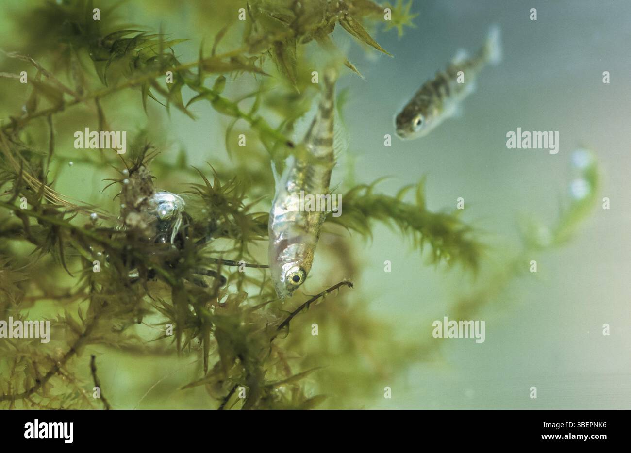 Water spider prey fish hi-res stock photography and images - Alamy
