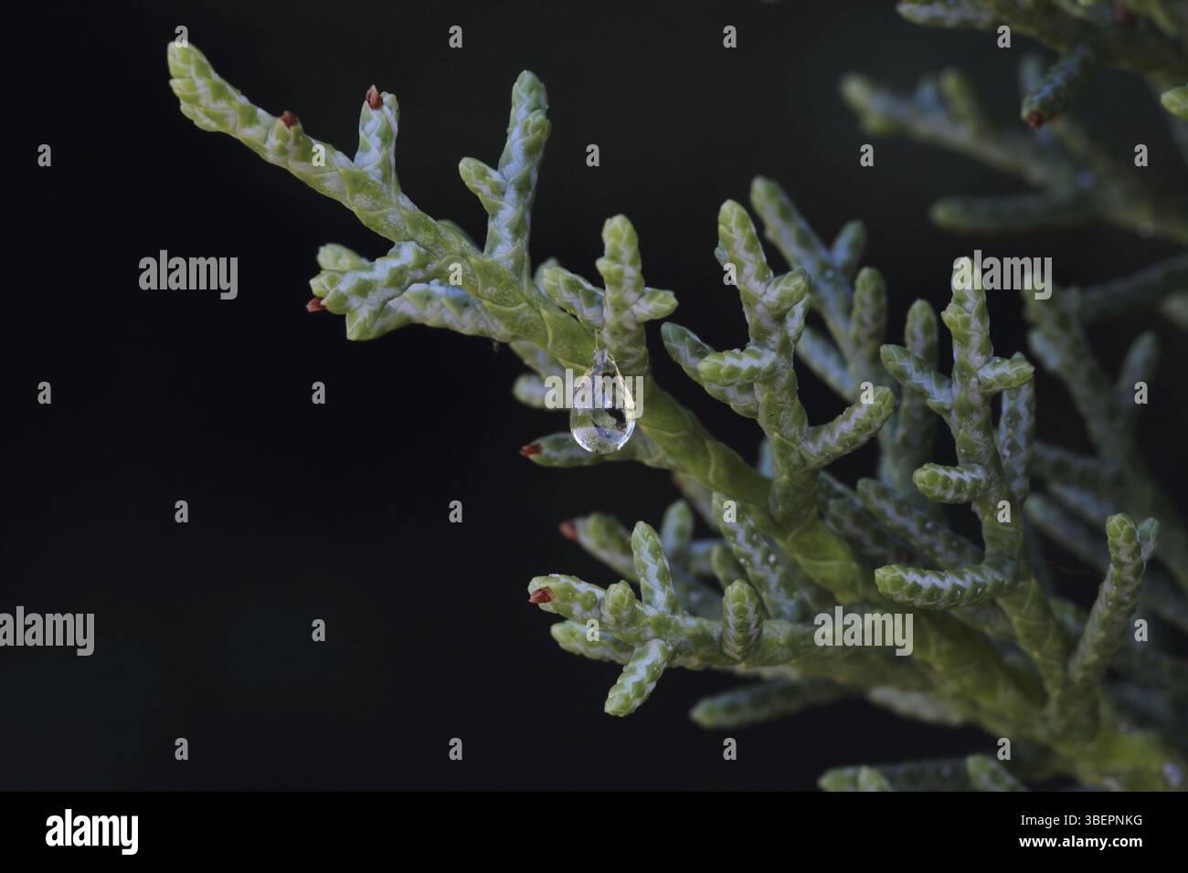 Mediterranean cypress (Cupressus sempervirens Stock Photo - Alamy