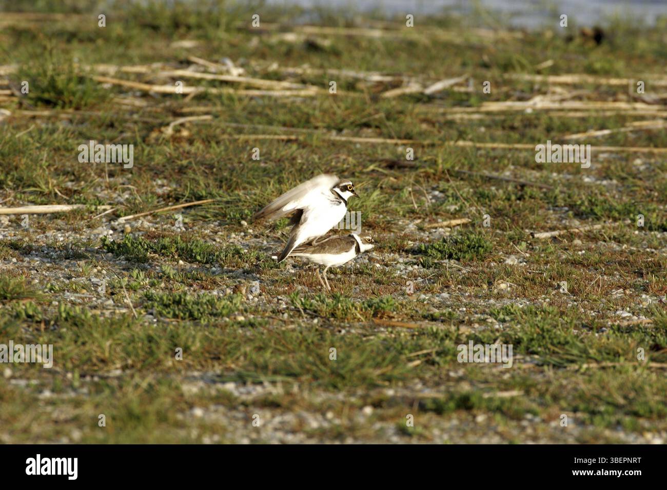 Male ringed plover on hi-res stock photography and images - Alamy