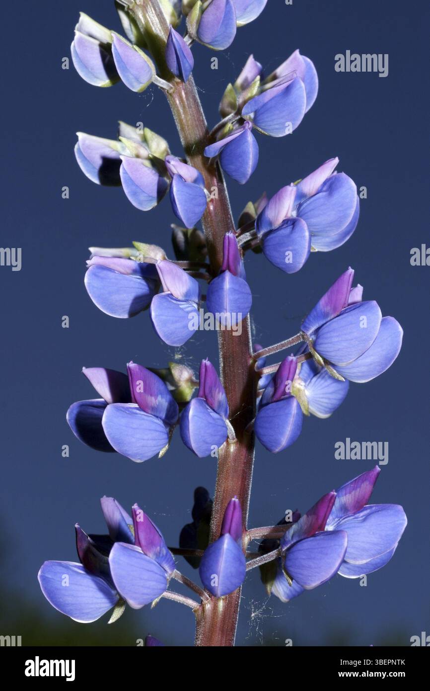 Fabaceae lupinus hi-res stock photography and images - Alamy