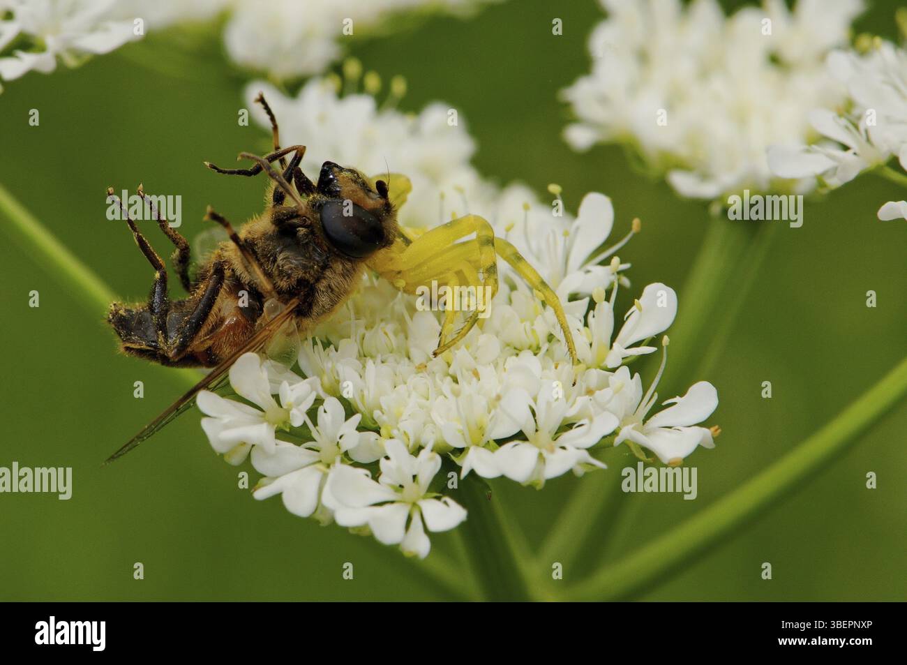 Crab spider with prey (Thomisidae Stock Photo - Alamy