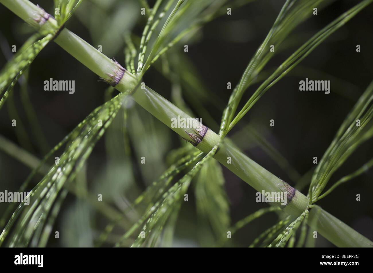 Giant horsetail - leaf sheath (Equisetum telmateia Stock Photo - Alamy