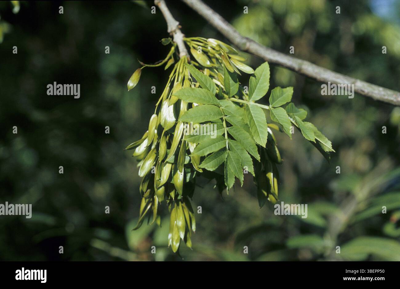 Common ash (Fraxinus excelsior Stock Photo - Alamy