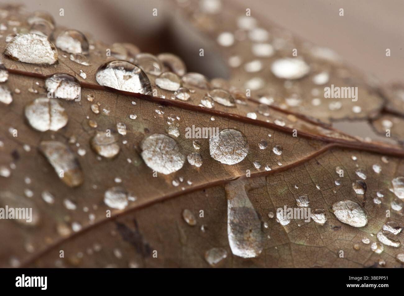 Stalk Oak (Quercus robust Stock Photo - Alamy