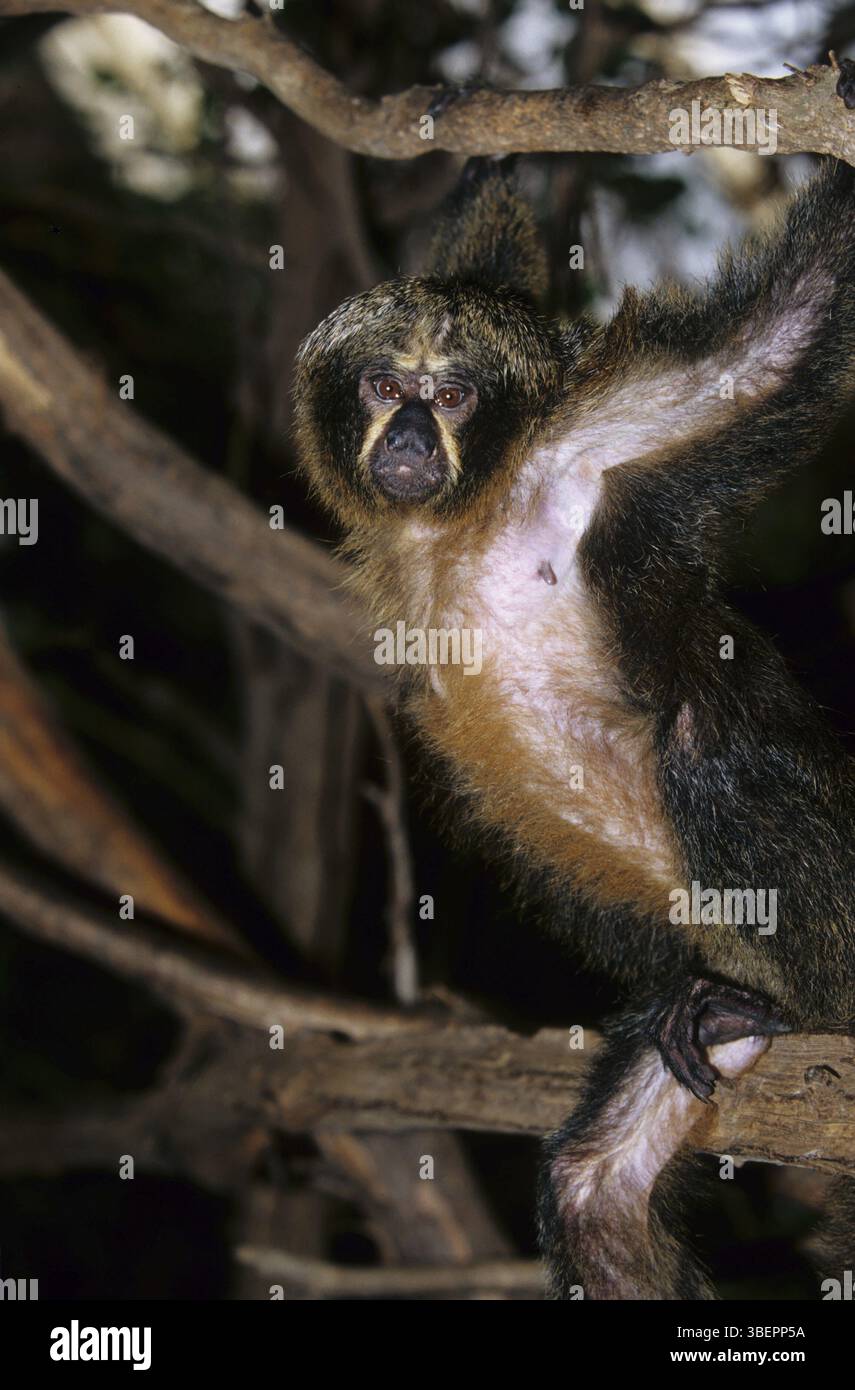 Pale-headed saki female (Pithecia pithecia Stock Photo - Alamy