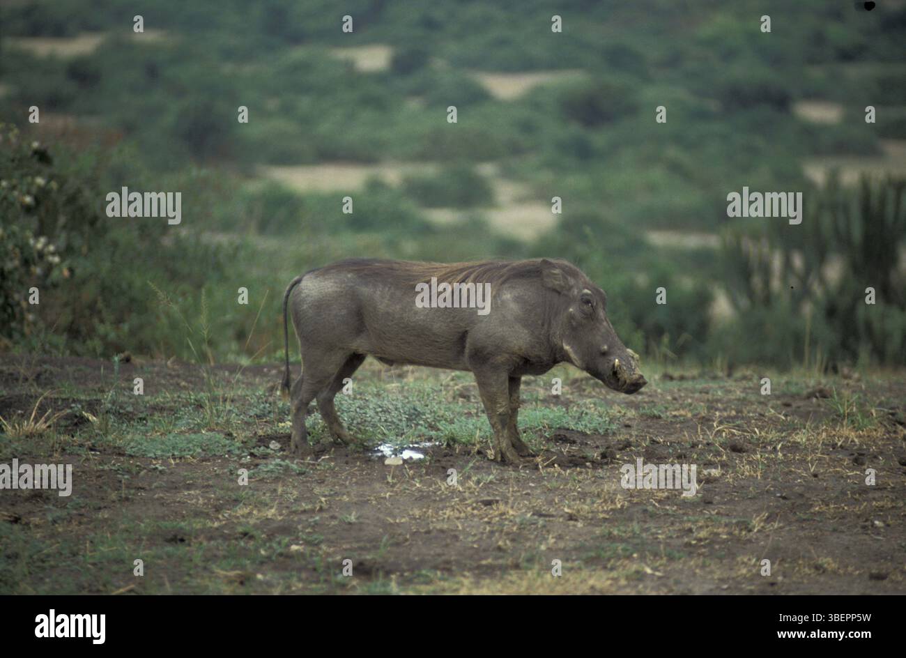 Warthog phacochoerus africanus uganda hi-res stock photography and ...