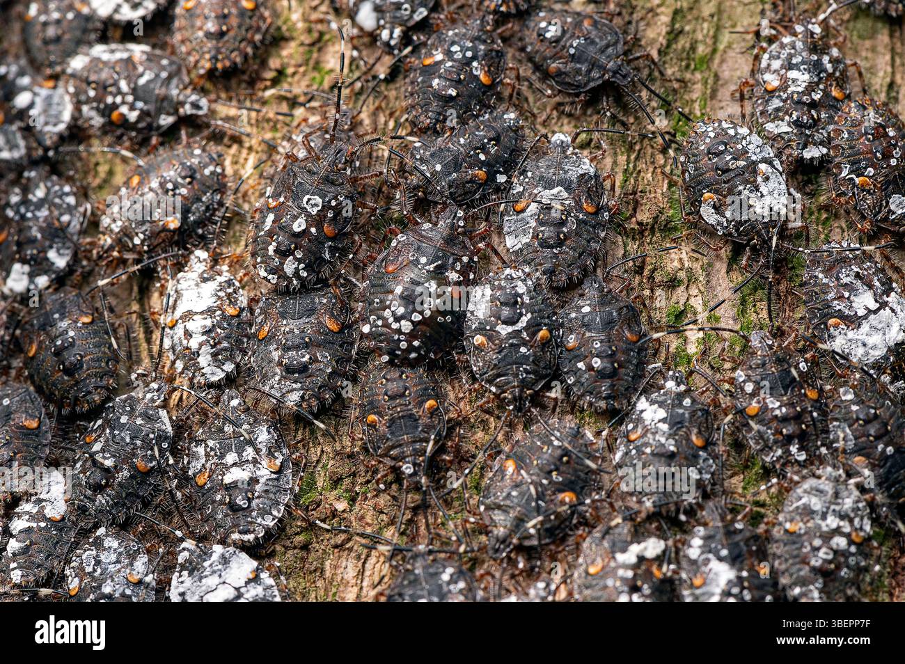 Insect Plague on a tree. Amatlán, Morelos, Mexico Stock Photo - Alamy
