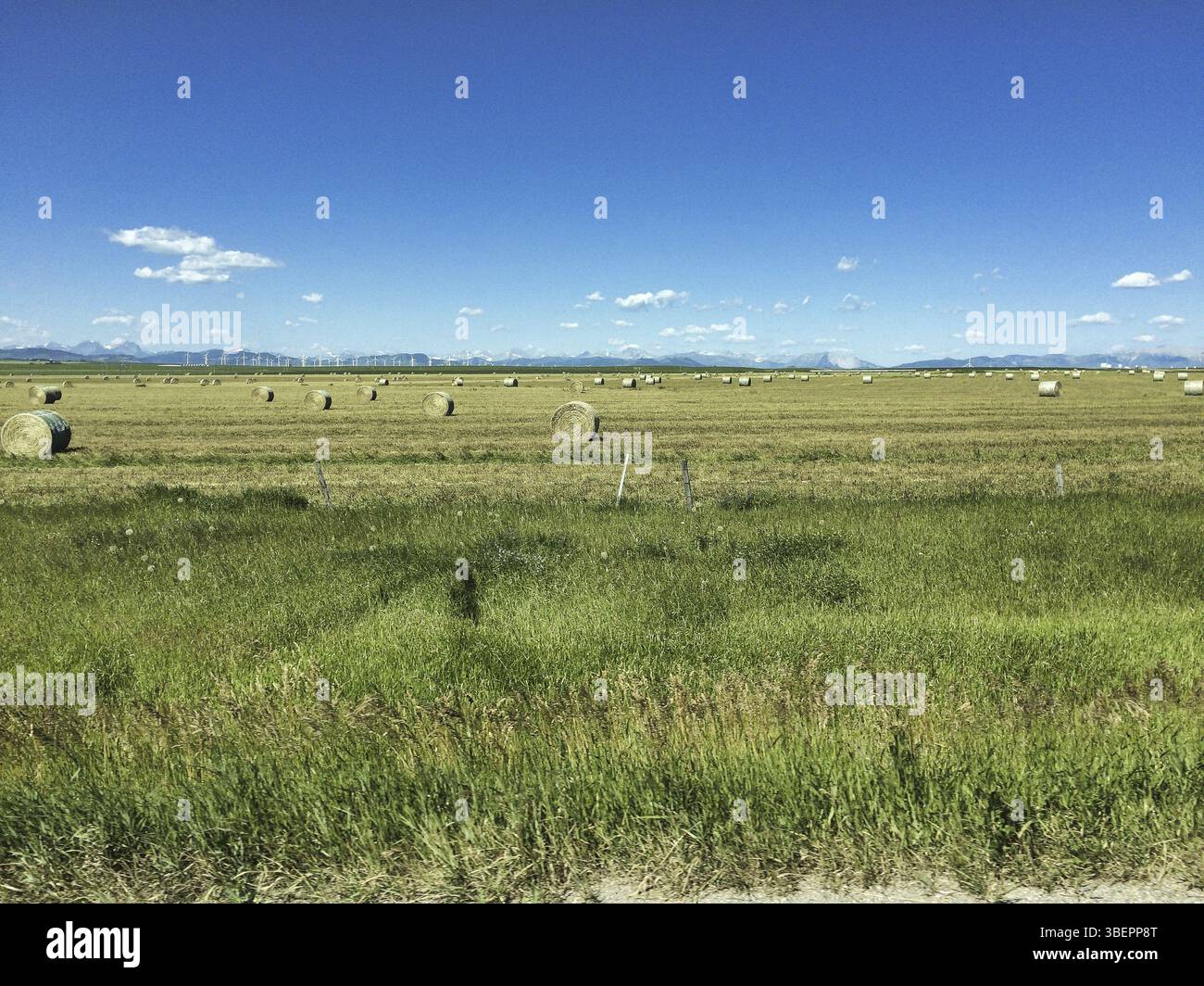 A field in the summer with rolls of hay Stock Photo - Alamy