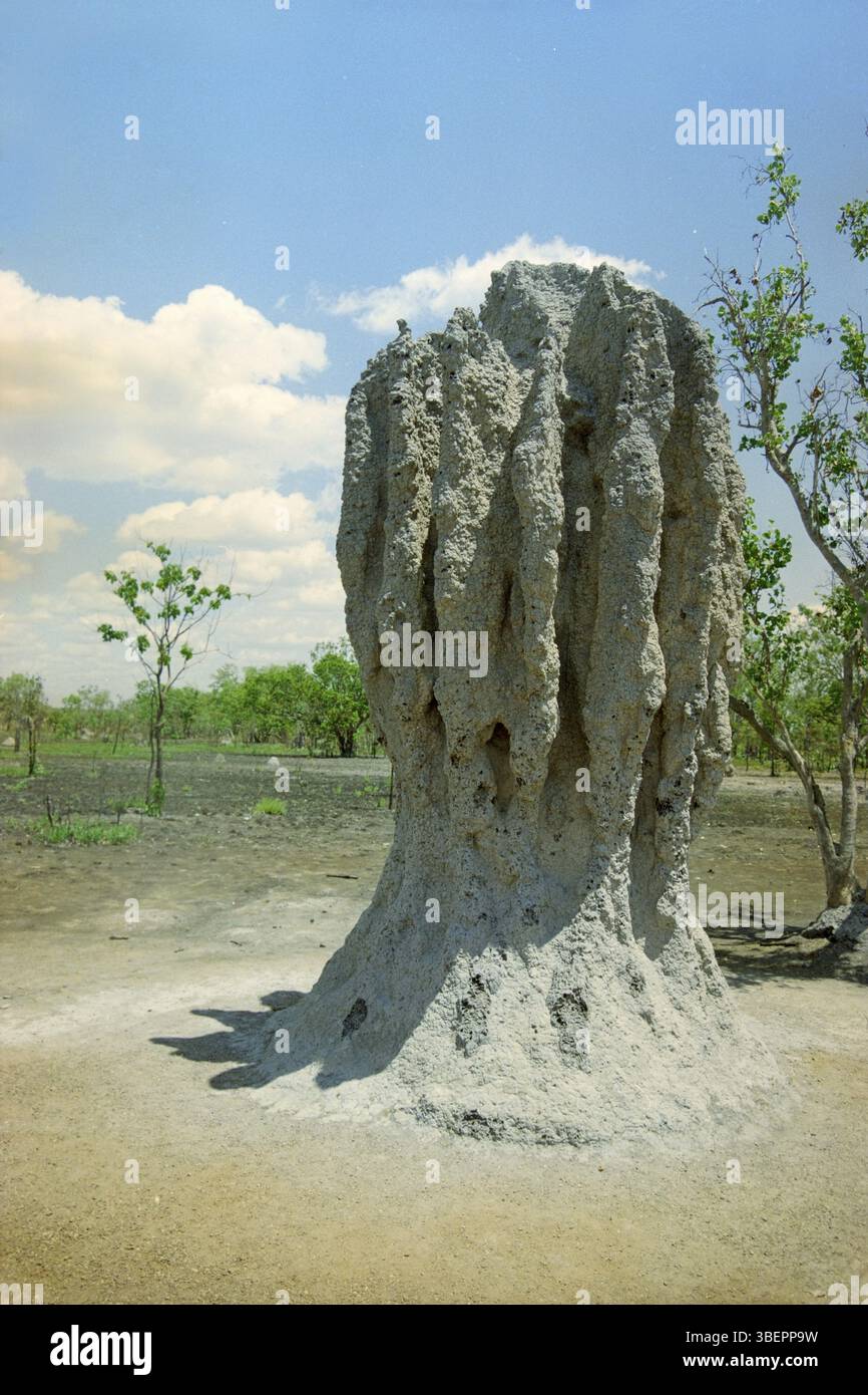 Termite burrow (Isoptera Stock Photo - Alamy