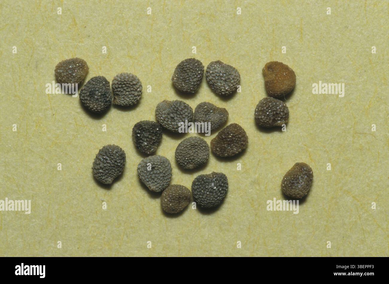 Henbane seeds hi-res stock photography and images - Alamy