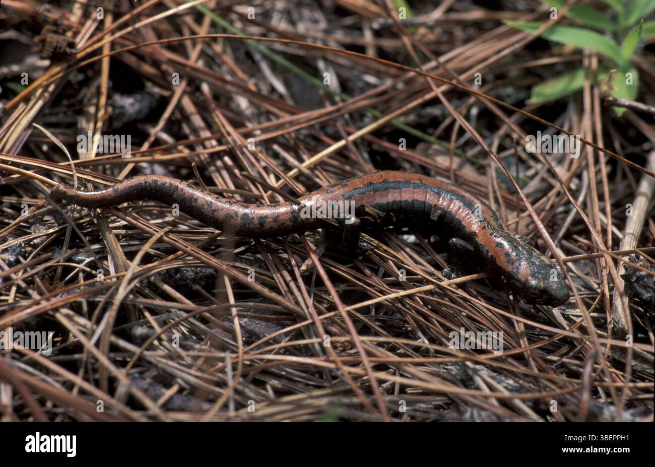 Mushroom Tongue Salamander (Bolitoglossa sp Stock Photo - Alamy