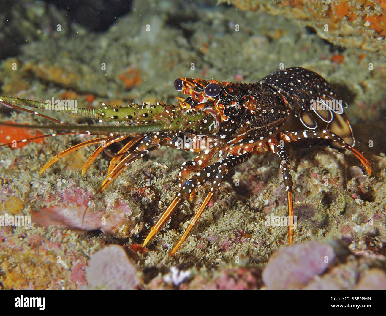 Crayfish of the us hi-res stock photography and images - Alamy