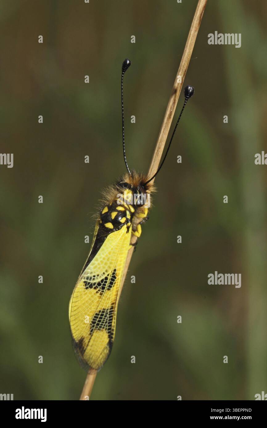 Butterfly shark (Libelloides longicornis Stock Photo - Alamy