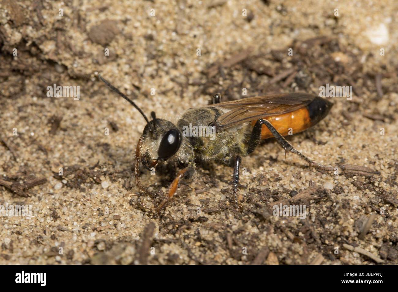Grasshopper sand wasp (Sphex funerarius Stock Photo - Alamy