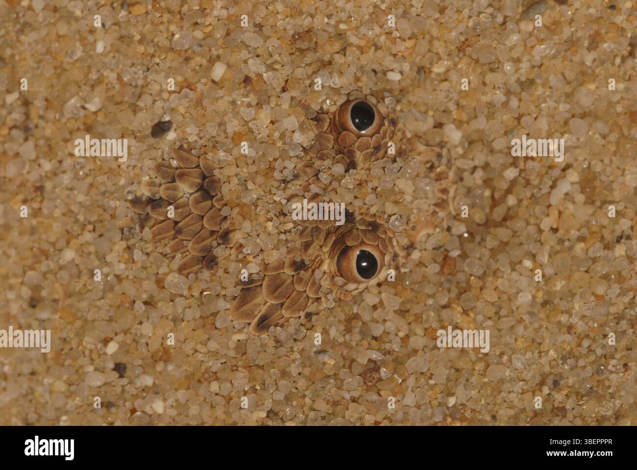 Namib Dwarf Otter (Bitis peringueyi Stock Photo - Alamy