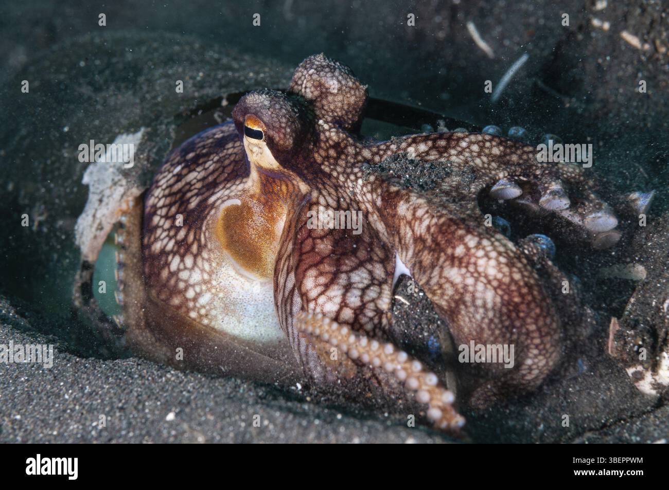Veined octopus (Amphioctopus marginatus Stock Photo - Alamy