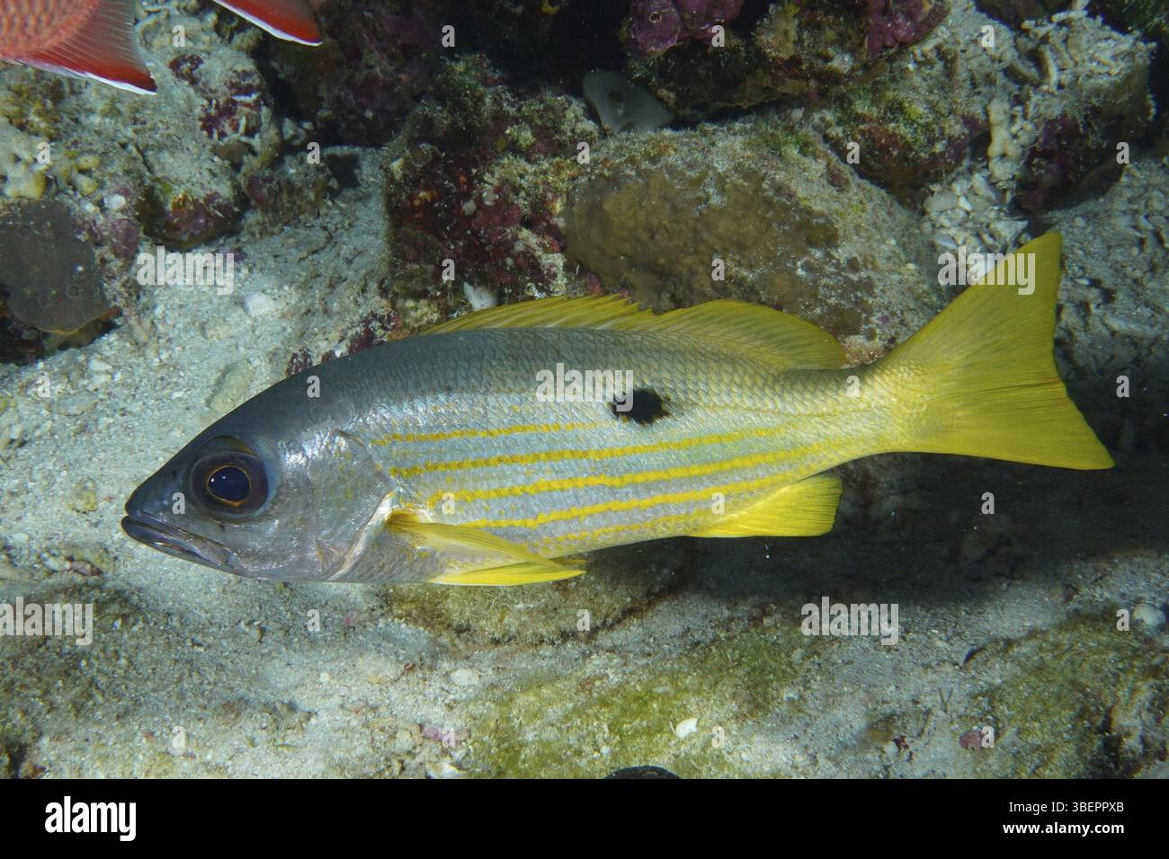 One-spotted snapper (Lutjanus monostigma Stock Photo - Alamy