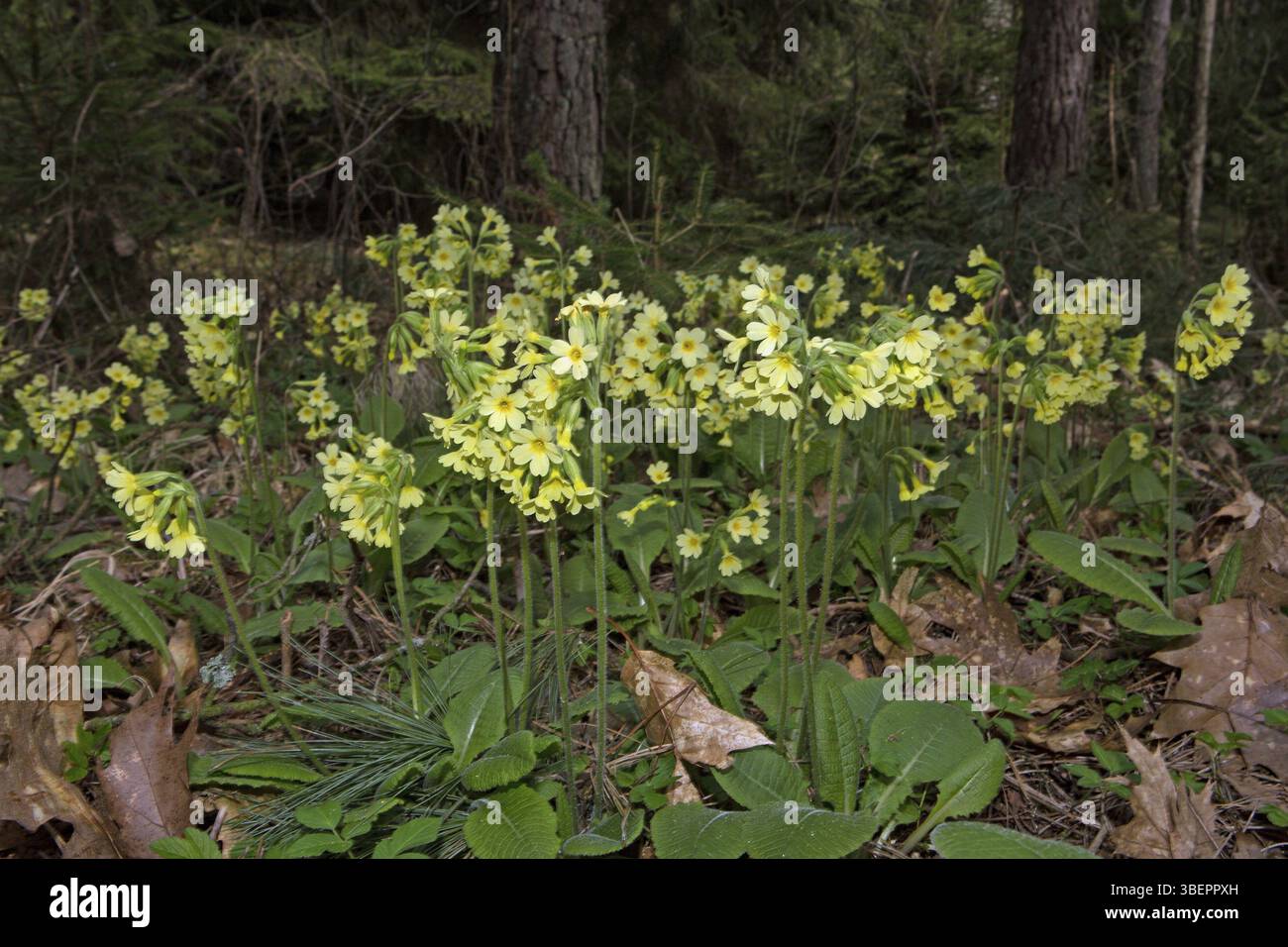 High cowslip in forest hi-res stock photography and images - Alamy