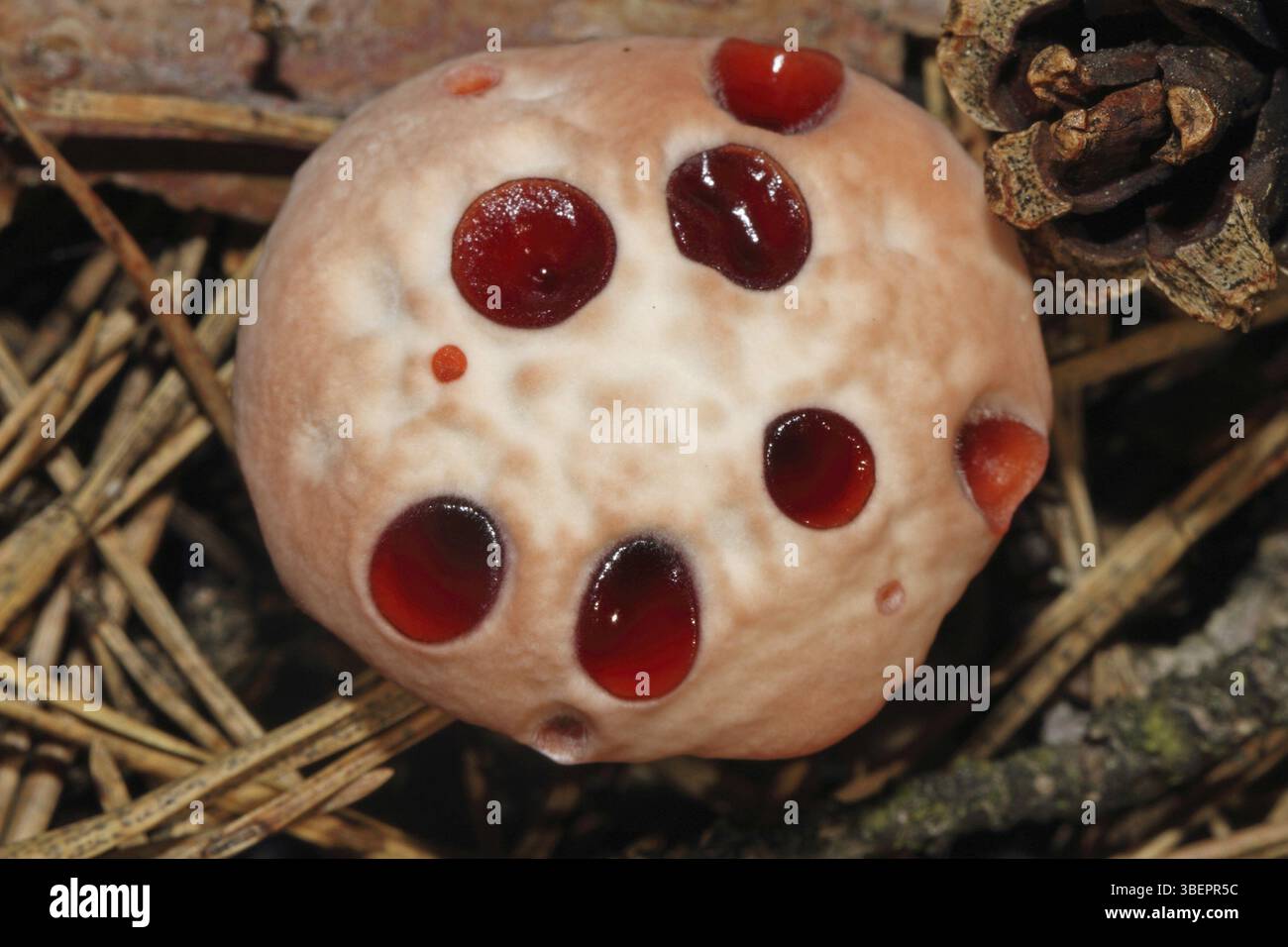 Bleeding cork stinging (Hydnellum peckii Stock Photo - Alamy