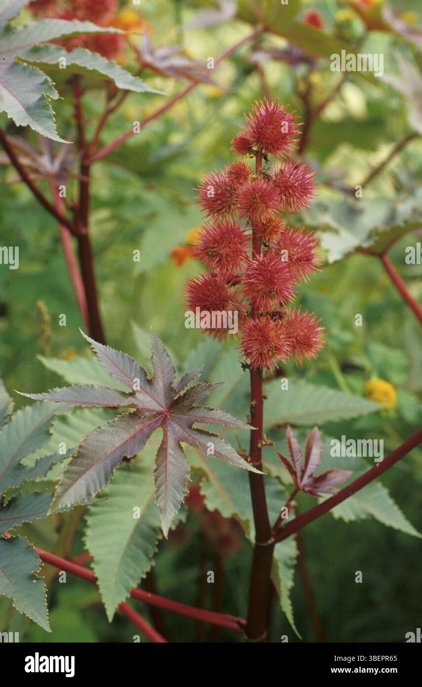 Palma Christi, castor oil plant, miracle tree (Ricinus communis Stock ...
