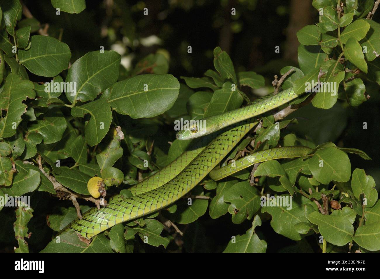 Philothamnus hi-res stock photography and images - Alamy